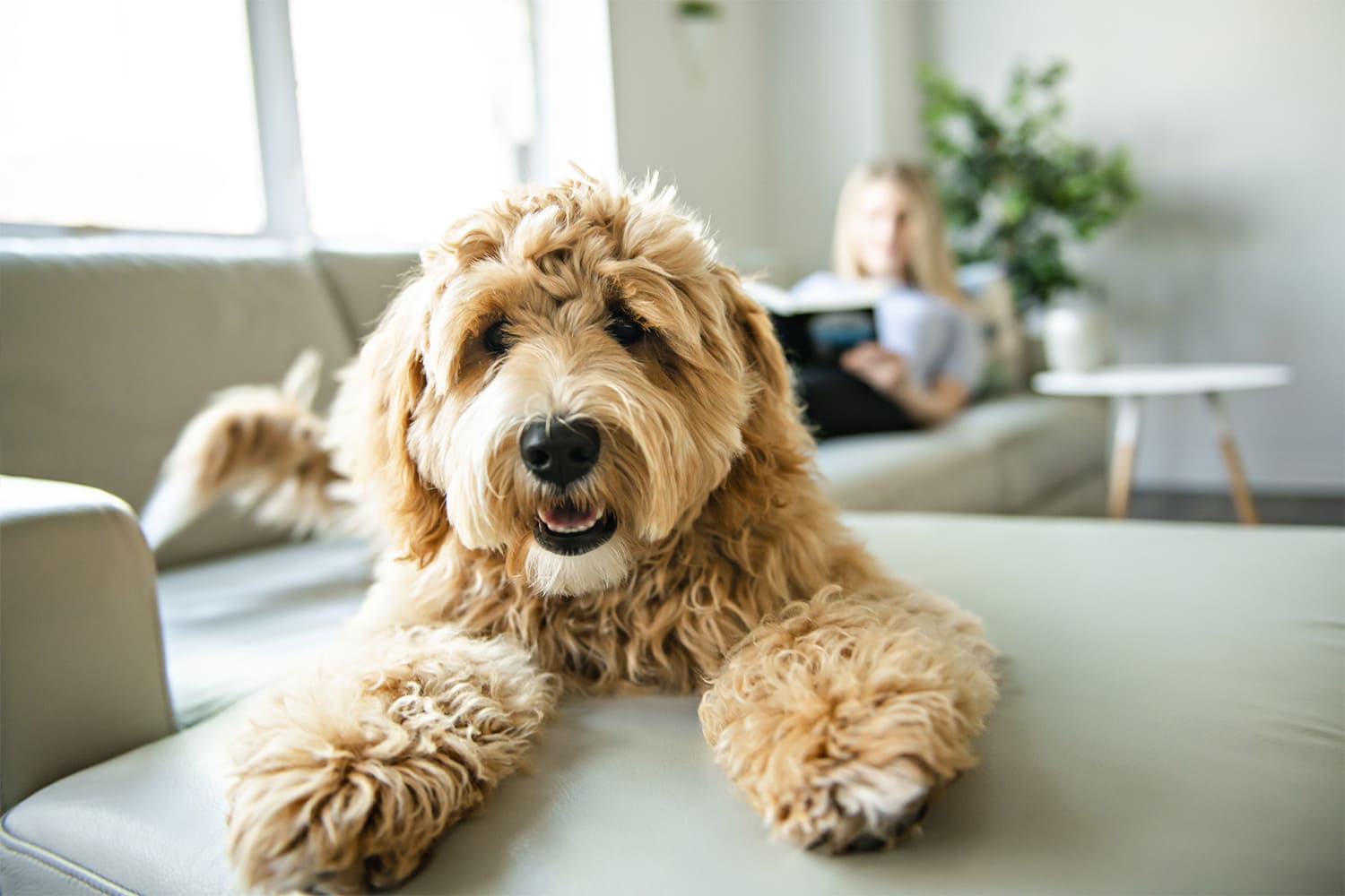 Common Dog Behaviors For New Owners: Why Does My Dog Eat Grass? And Mo ...